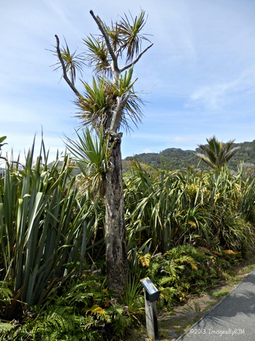 Many Cabbage Trees – Anything Is Possible Travel