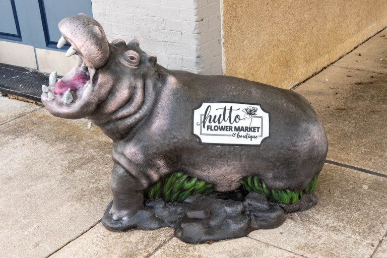 Hutto, Hippo Capitol of Texas! – Anything Is Possible Travel